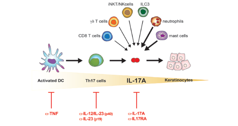 2022 EADV前沿资讯 | 不止于皮肤表面，银屑病管理模式的全面升级 - 医疗保健专业人士的治疗资源|Wiley Knowledge Hub